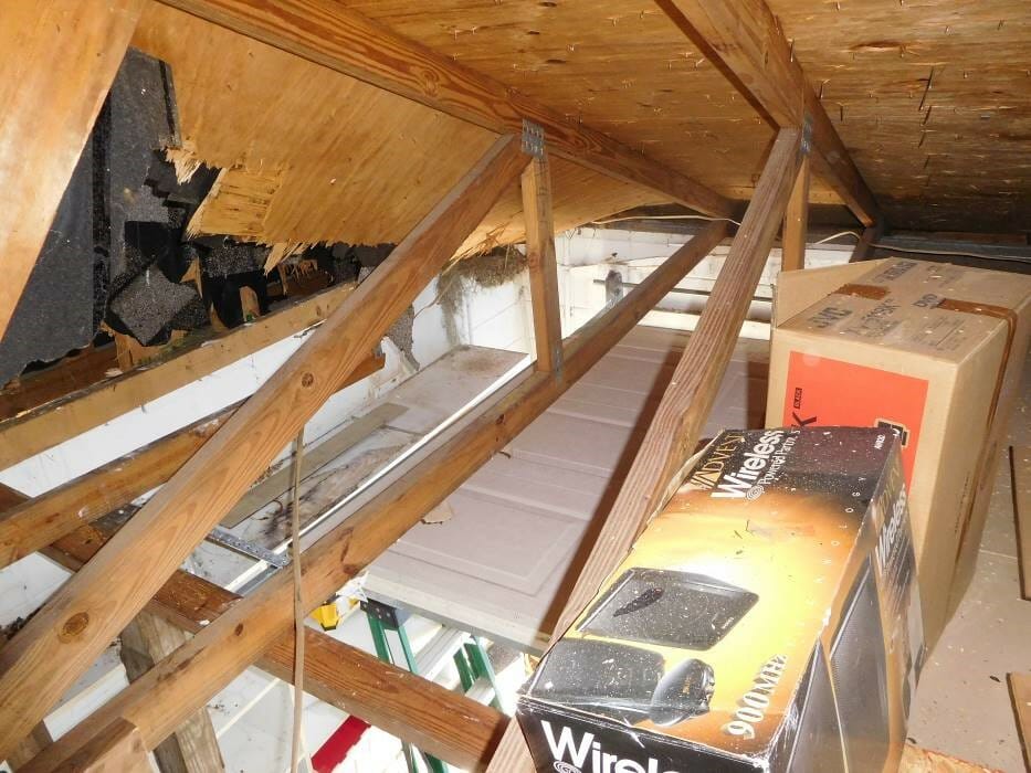 Tree Impact Damage Analysis - U.S. Forensic